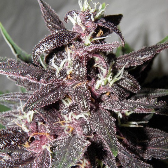 Auto Purple Kush | Feminized Cannabis Marijuana Seeds | SeedsMafia™ Auto Purple Kush | Feminized Cannabis Marijuana Seeds | SeedsMafia™