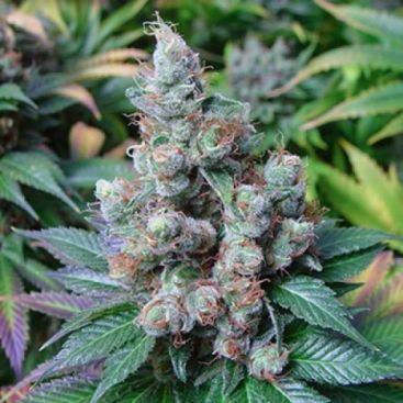 Auto Somango | Sjeme Marihuane & Kanabisa | SeedsMafia™